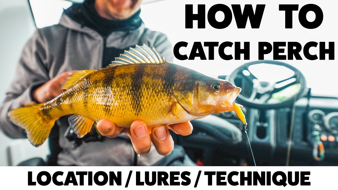 How To Catch Perch (Location/Lures/Technique) - Jay Siemens
