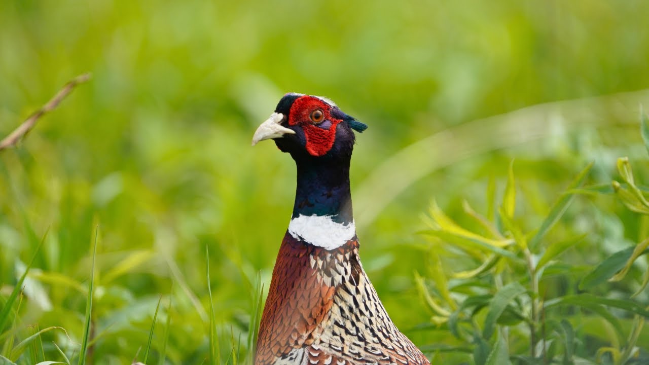 2025 Wild Pheasant Hunt. Mega Flush. Warden Rolls In. Crop Harvest ...
