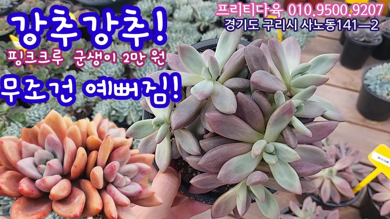 핑크크루 강추강추 앨리스 맛집 프리티다육 사이즈별 앨리스 다 있네요 ~오늘은 프리티데이 💕프리티다육 01095009207