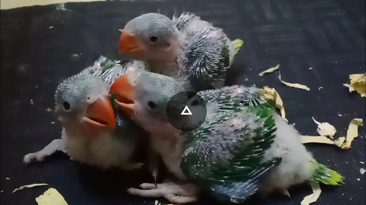 sold 3 Raw parrot chicks || Kashmiri raw parrot chicks || Alexandrine ...
