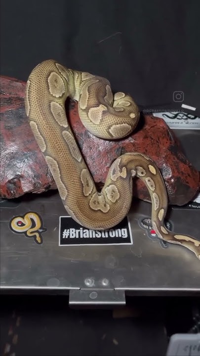 Blackhead Ball Pythons (1.0 BH Het Pied poss Het Lav and 1.0 BH ...