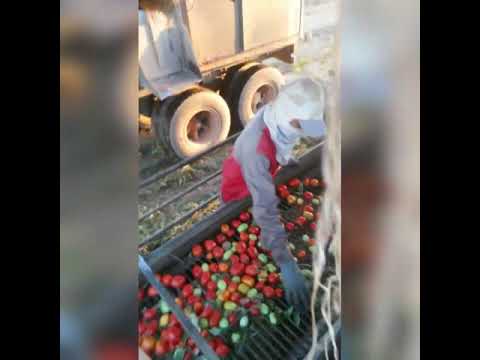 Mag harvest ng kamatis sa aming farm🥰 - YouTube