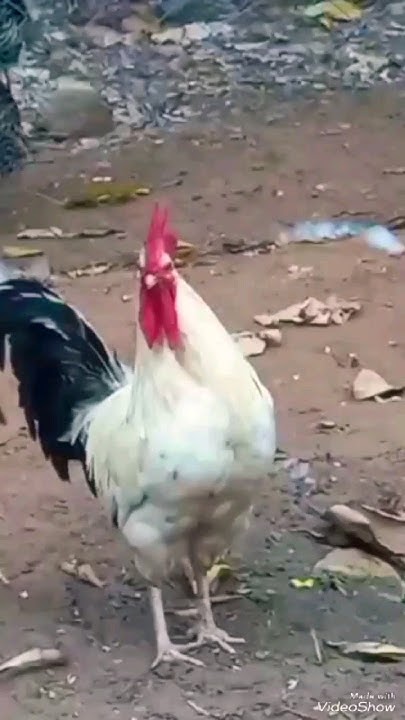 BIRD FUN DUB / HEN - YouTube