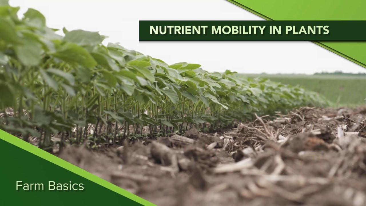 Farm Basics #1152 Mobile and Immobile Nutrients In Plants (Air Date 5-3 ...