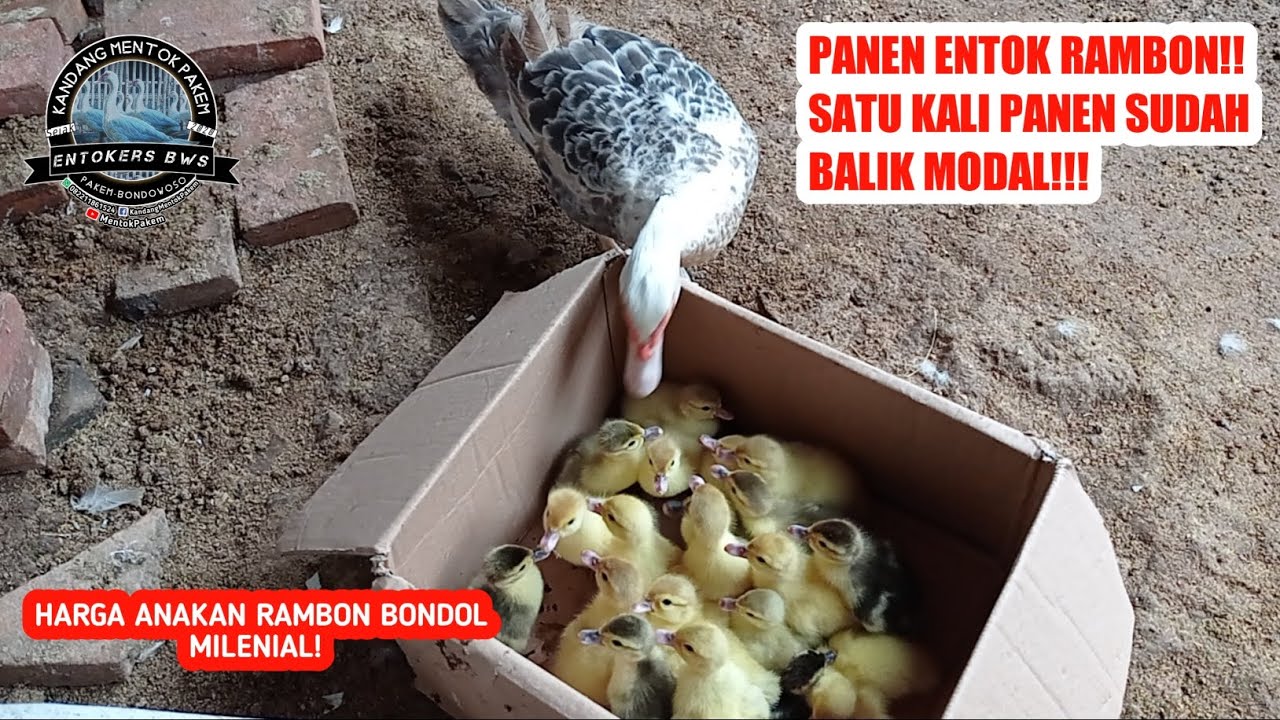 PANEN ENTOK RAMBON!!! BELI SEKALI UNTUK BERKALI-KALI!! CARA SUKSES ...