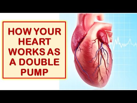 Circulatory System| How The Heart Functions as a Double pump - YouTube