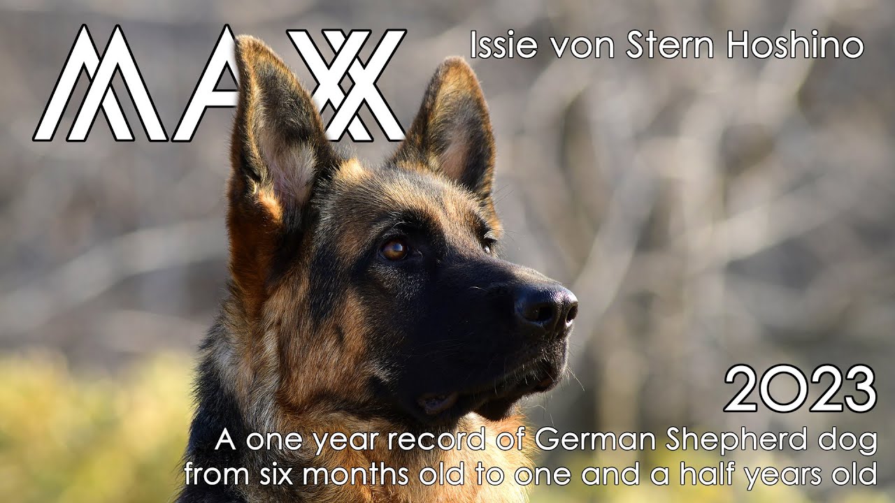 GERMAN SHEPHERD MAXX 2023 - YouTube