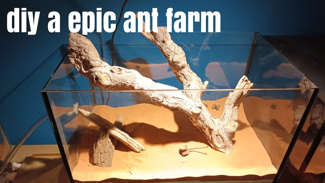 how to build a *epic* ant farm - YouTube