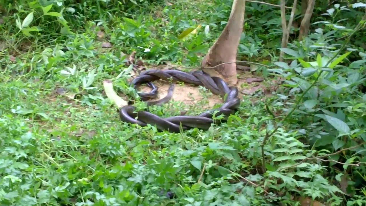 Snake - YouTube