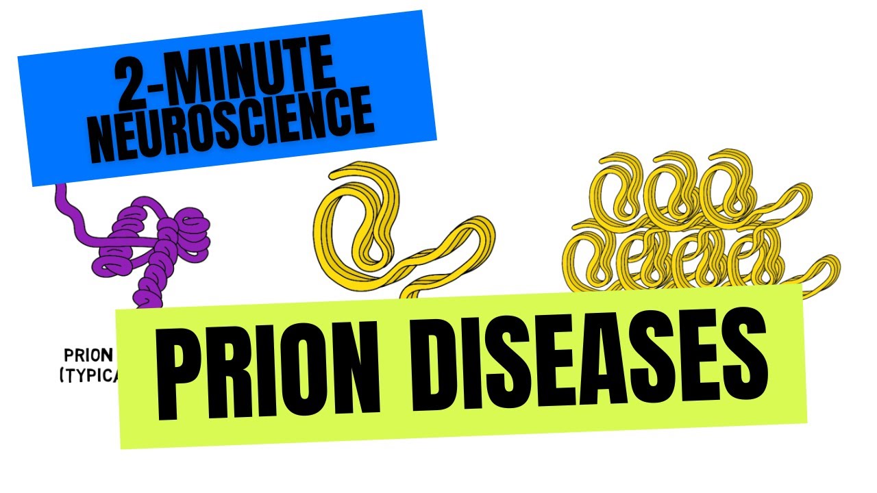 2-Minute Neuroscience: Prion Diseases - YouTube