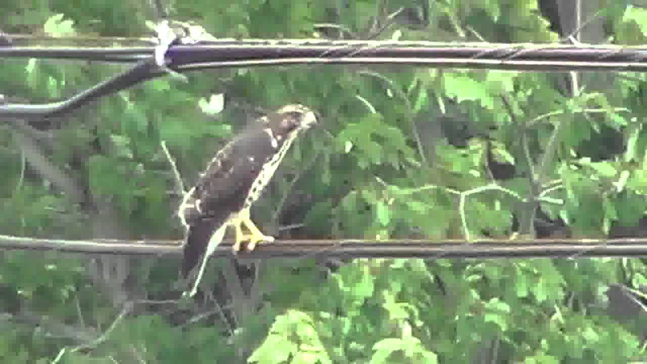 Skeeter The Duck's Hurt Ankle & Hawk Attack Part 4 - YouTube