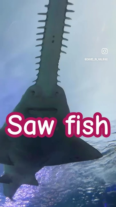 Saw fish. Рыба пила в аквариуме. #ripleysaquarium # ...