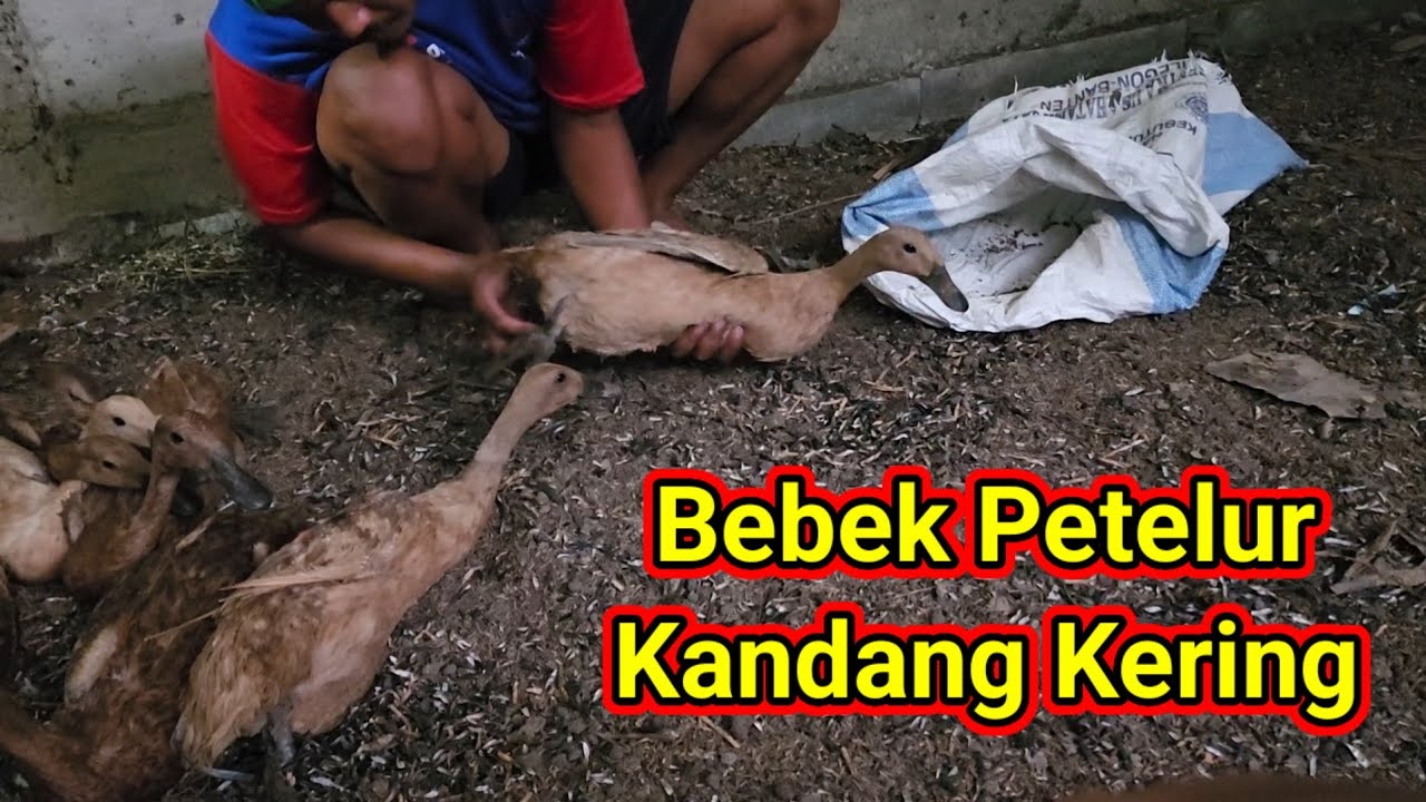 Bebek 10 Ekor Bawa Telur 7 Butir - YouTube