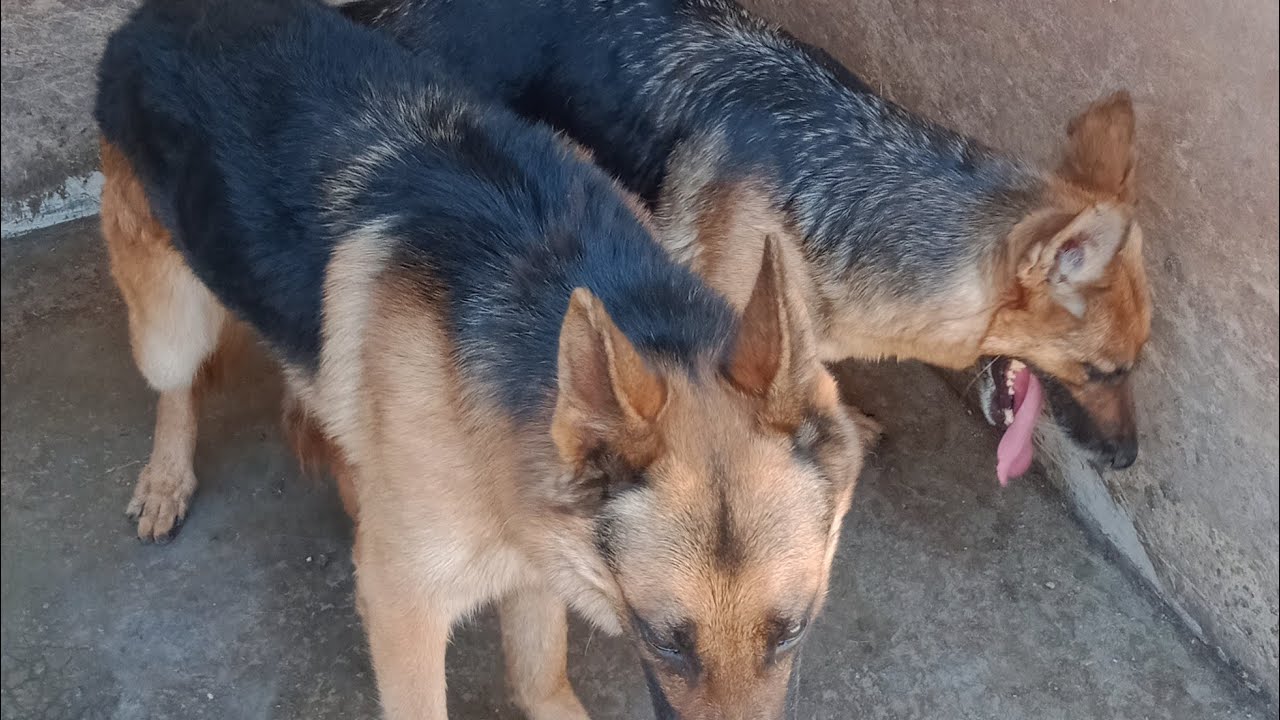 Best mating of dogs - YouTube