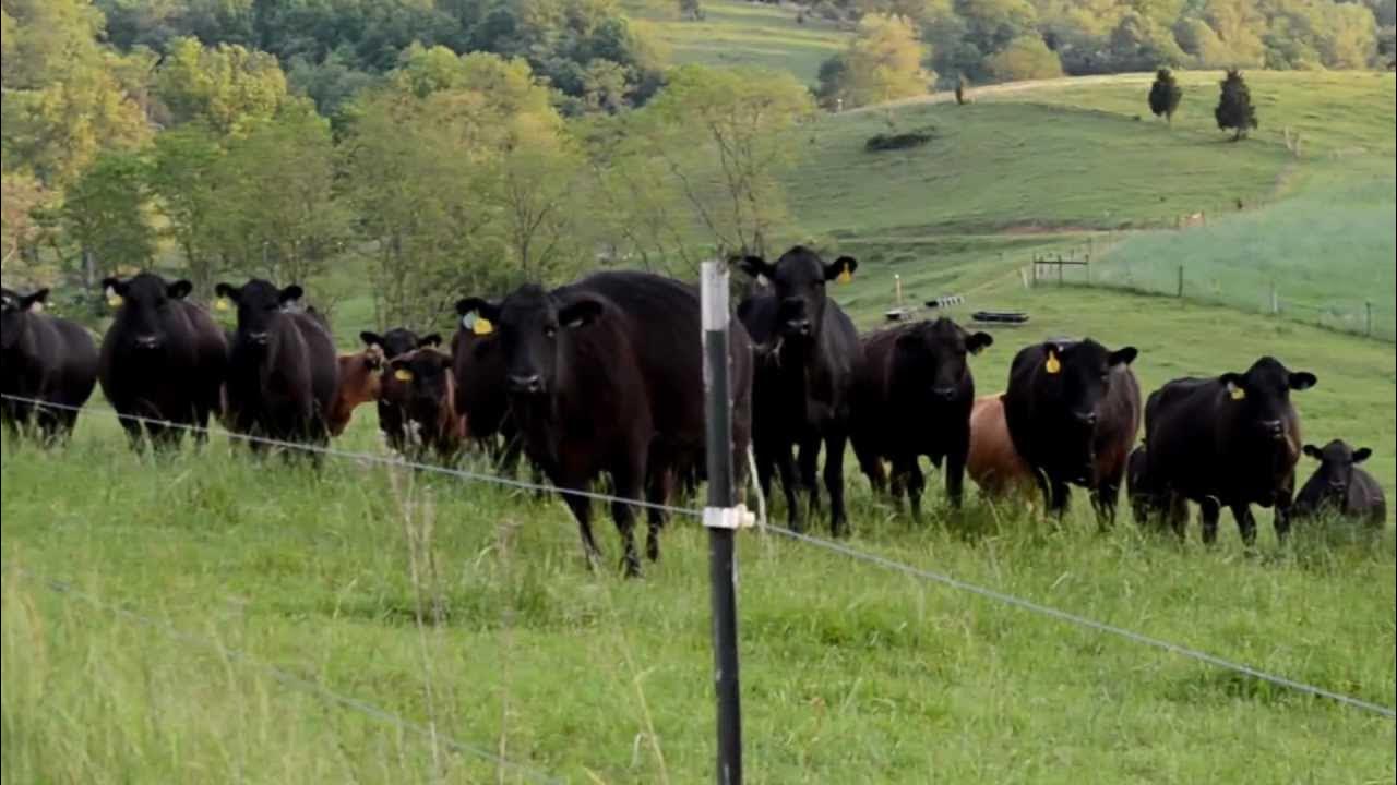 Hello, COWS!!! - YouTube