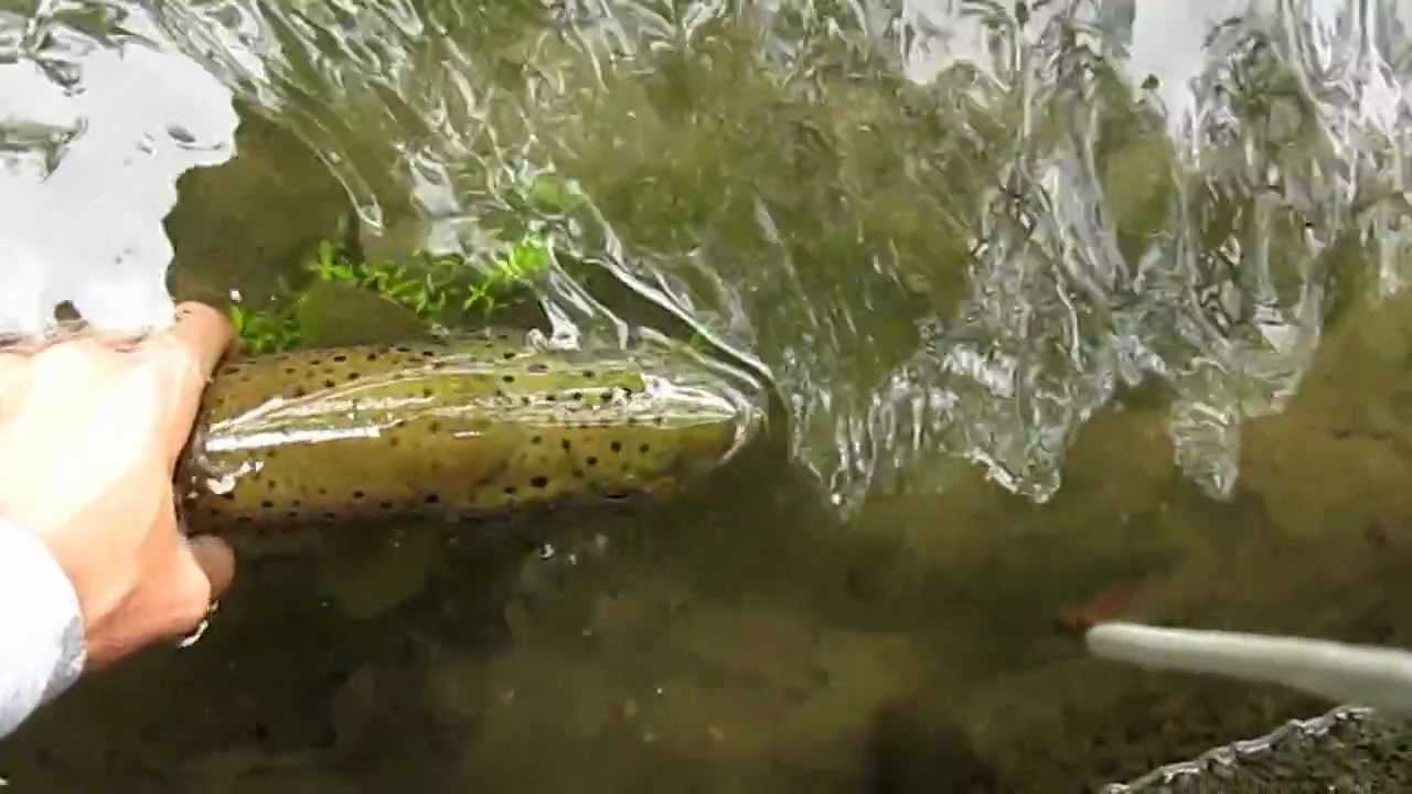 Letort Springs Native Brown Trout - YouTube
