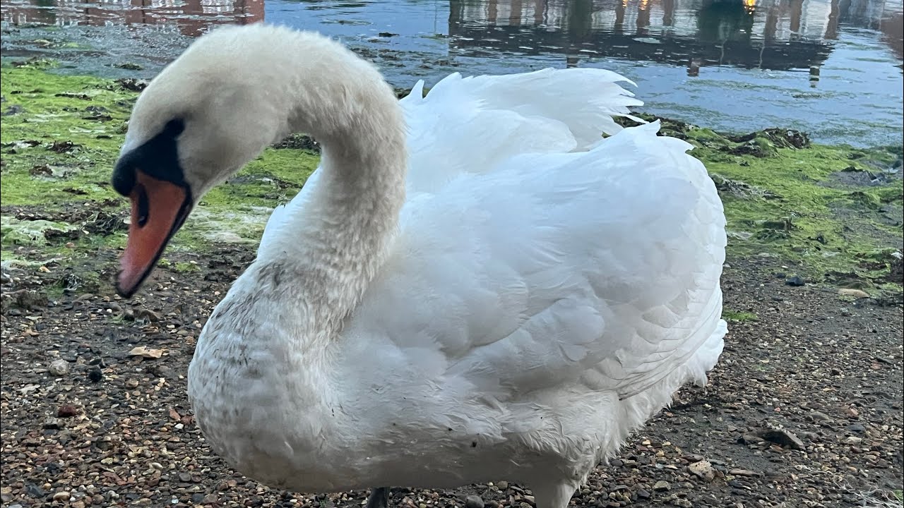 New Swan Couple Chatting Away! 28th August 2023. - YouTube