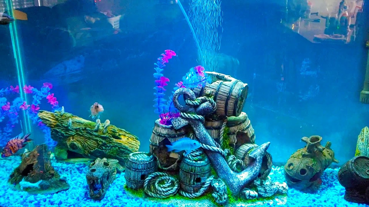 100 Gallon Fish Tank with African Cichlids!! - YouTube