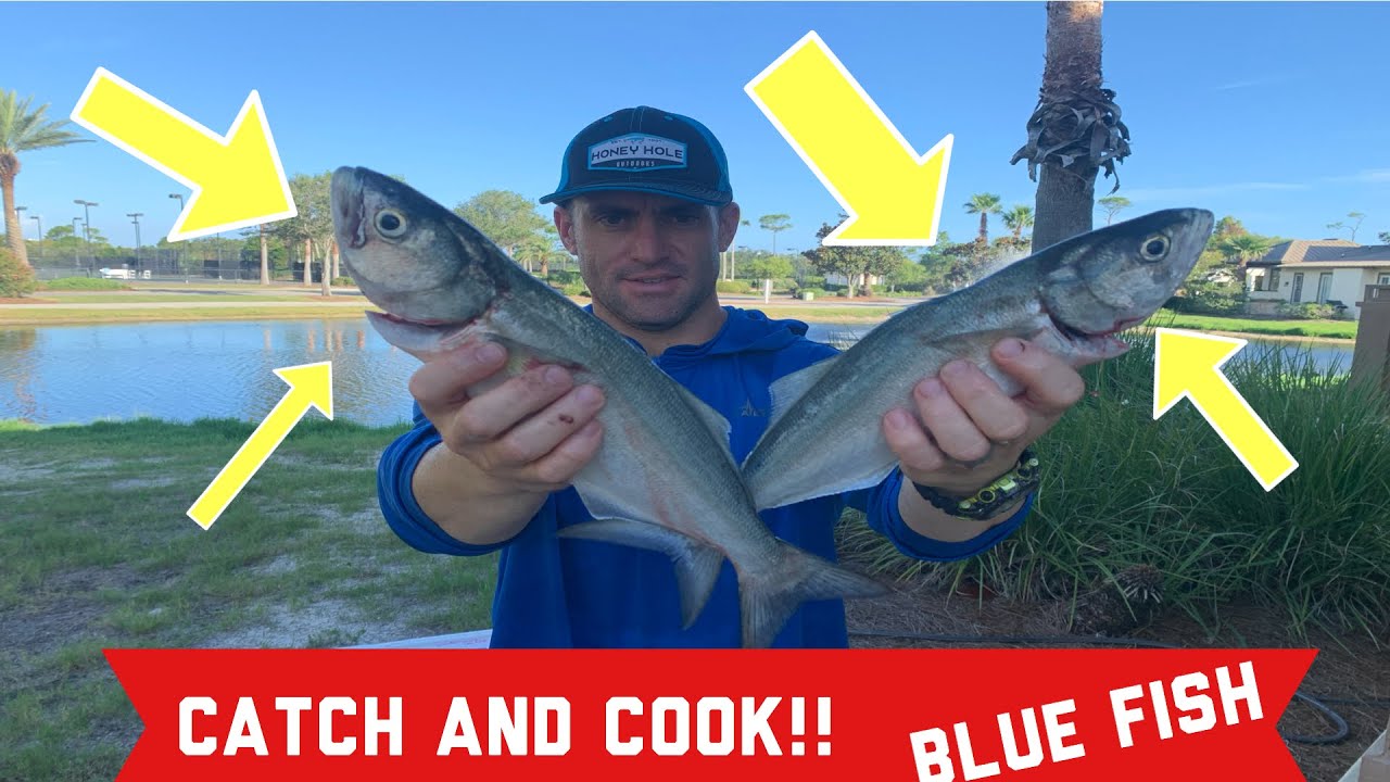 Catch, Clean and Cook! Blue Fish - YouTube
