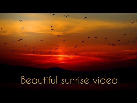 Beautiful nature's video/whatsapp status 2022/nature's beauty/strawberry/sunrise video/flowers video
