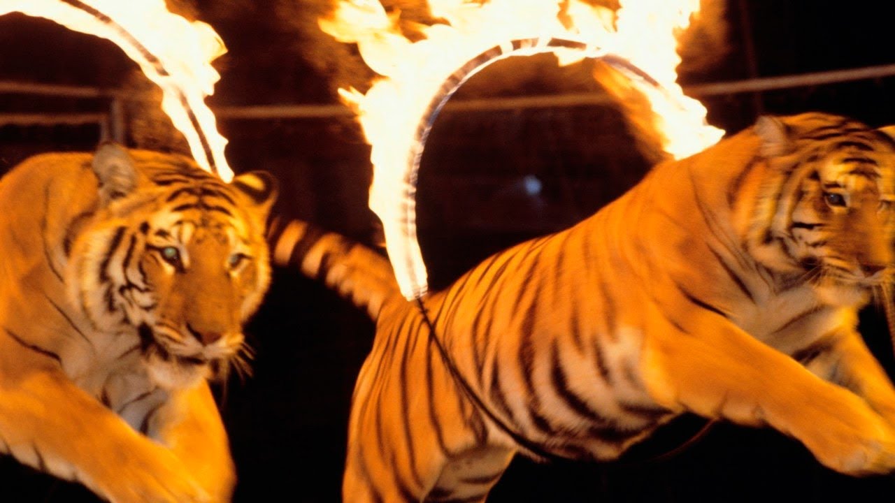 Circus tigers kill trainer in Italy - YouTube