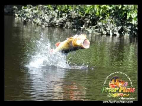 Peacock Bass fishing at the Amazon! - RIVER PLATE ANGLERS - YouTube