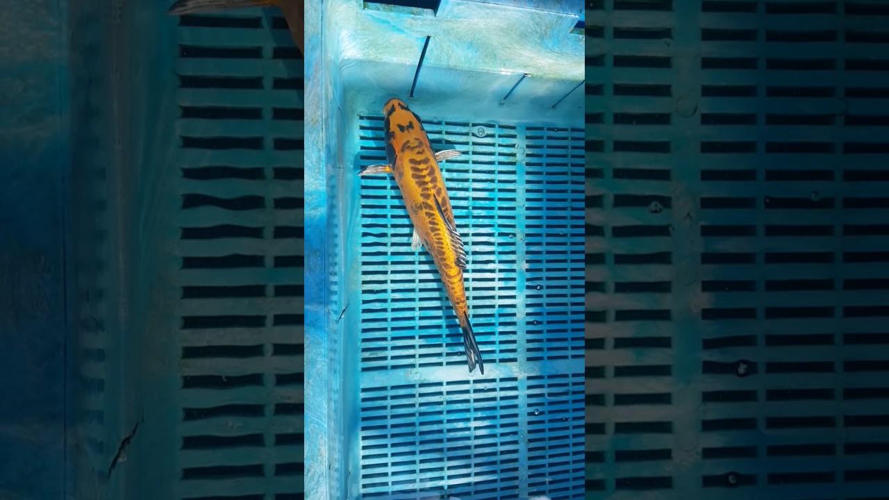 13" Doitsu Kin matsuba Koi Carp fish for sale @ love aquatics - YouTube