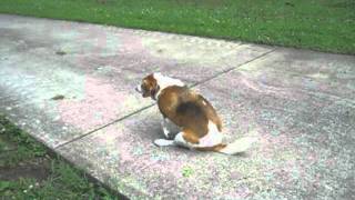 What Does It Mean When A Dog Drags Their Butt