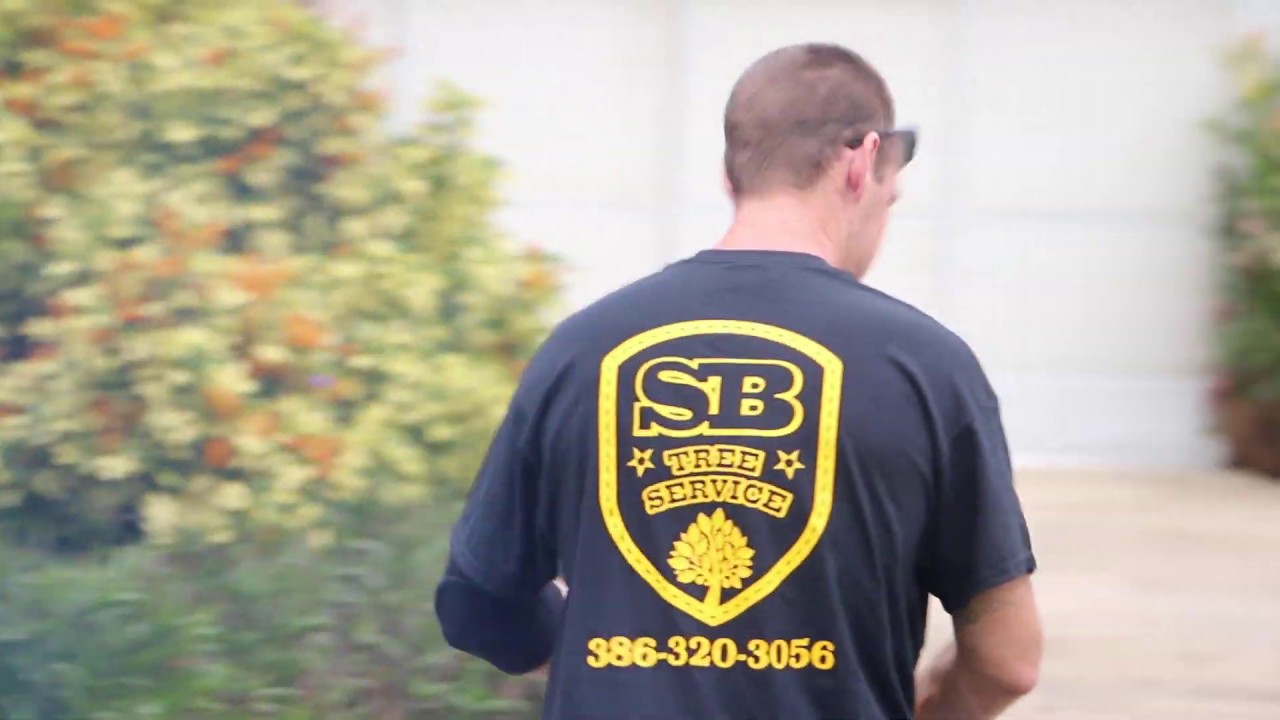 SB Tree Service | Tree Removal Service! - YouTube