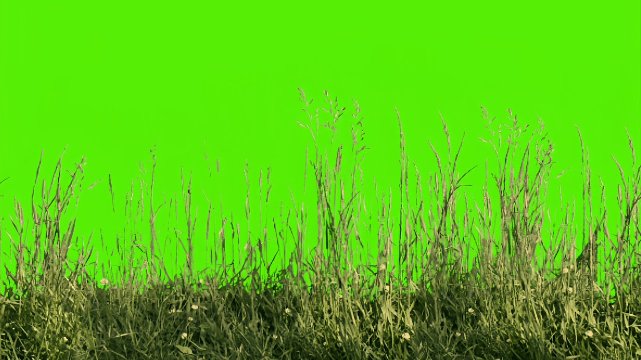 Grass moving green screen video background | green screen grass video ...