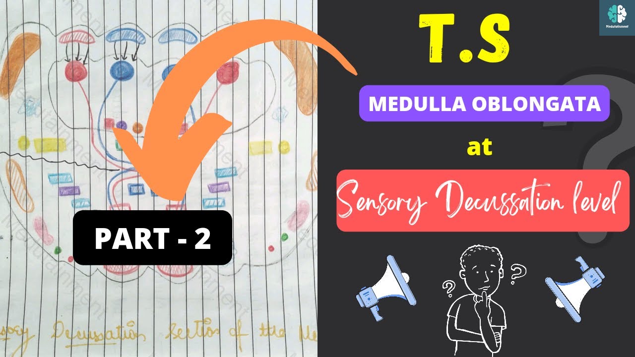 Transverse Section of MEDULLA OBLONGATA at the Sensory Decussation ...