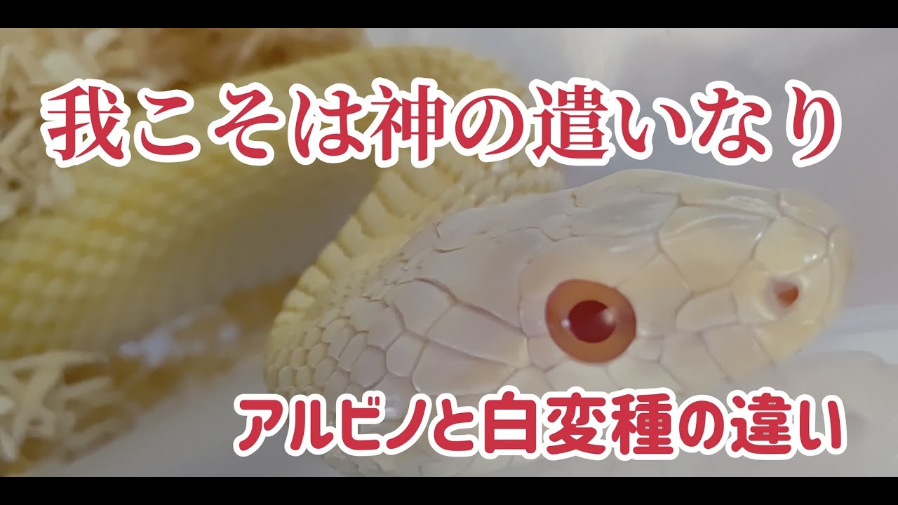 Englishsubscribe日本代表アオダイショウ！アルビノの解説Japanese rat snake. I introduce ...