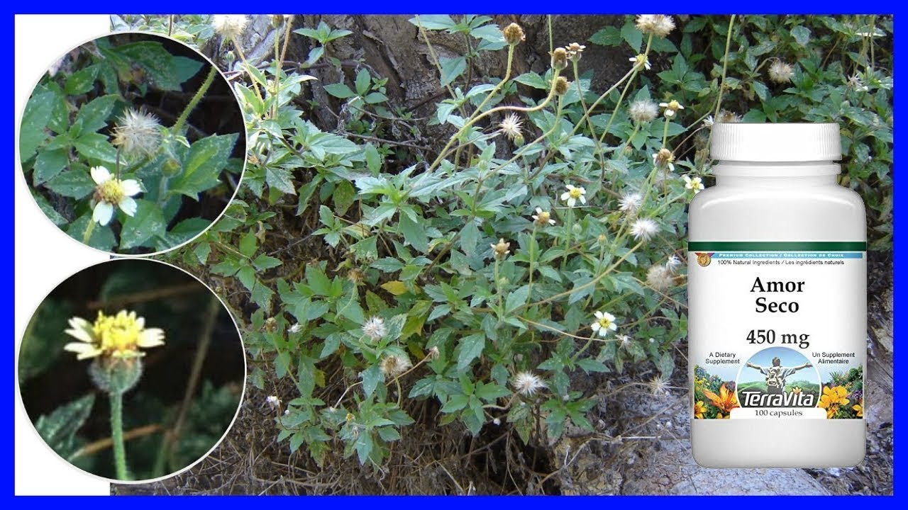 Bidens Pilosa Usos Medicinales de la Planta Amor Seco - YouTube
