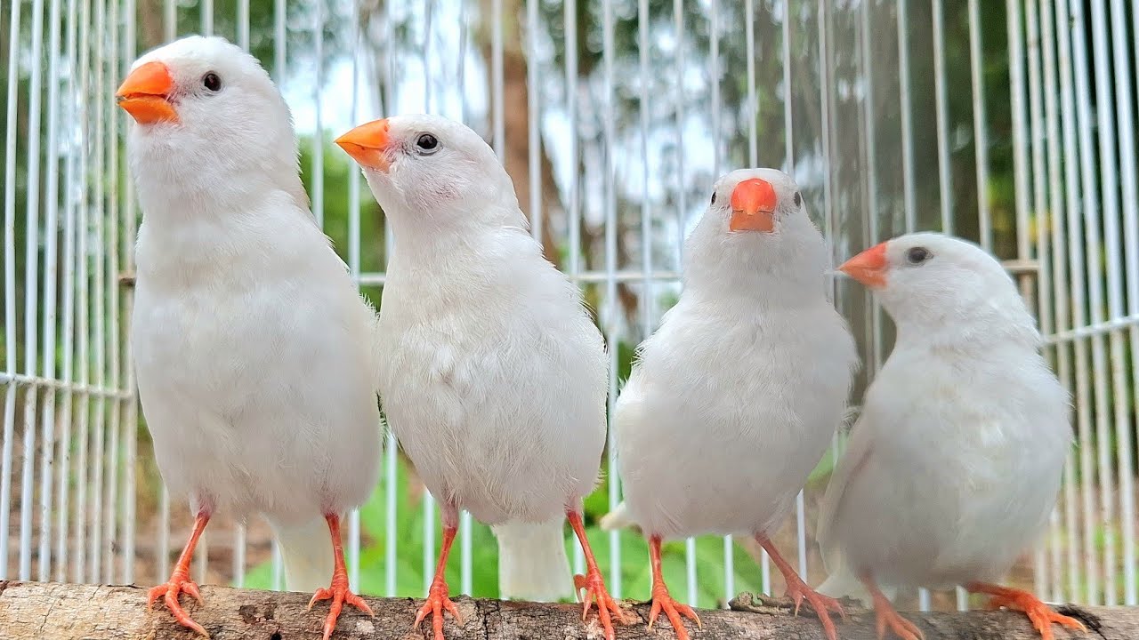 Zebra finches sing a song and talking in that moment is so funny. Zebra ...