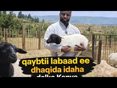 Ganacsiga oogu fiican oo kenya lacag laga samayn. Kenya waxay kaga fiican Tahay nolasha masar.  EP2
