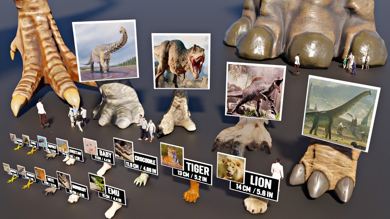 Feet Size Comparison 3D | Animal Size Monster Dinosaur Size - YouTube