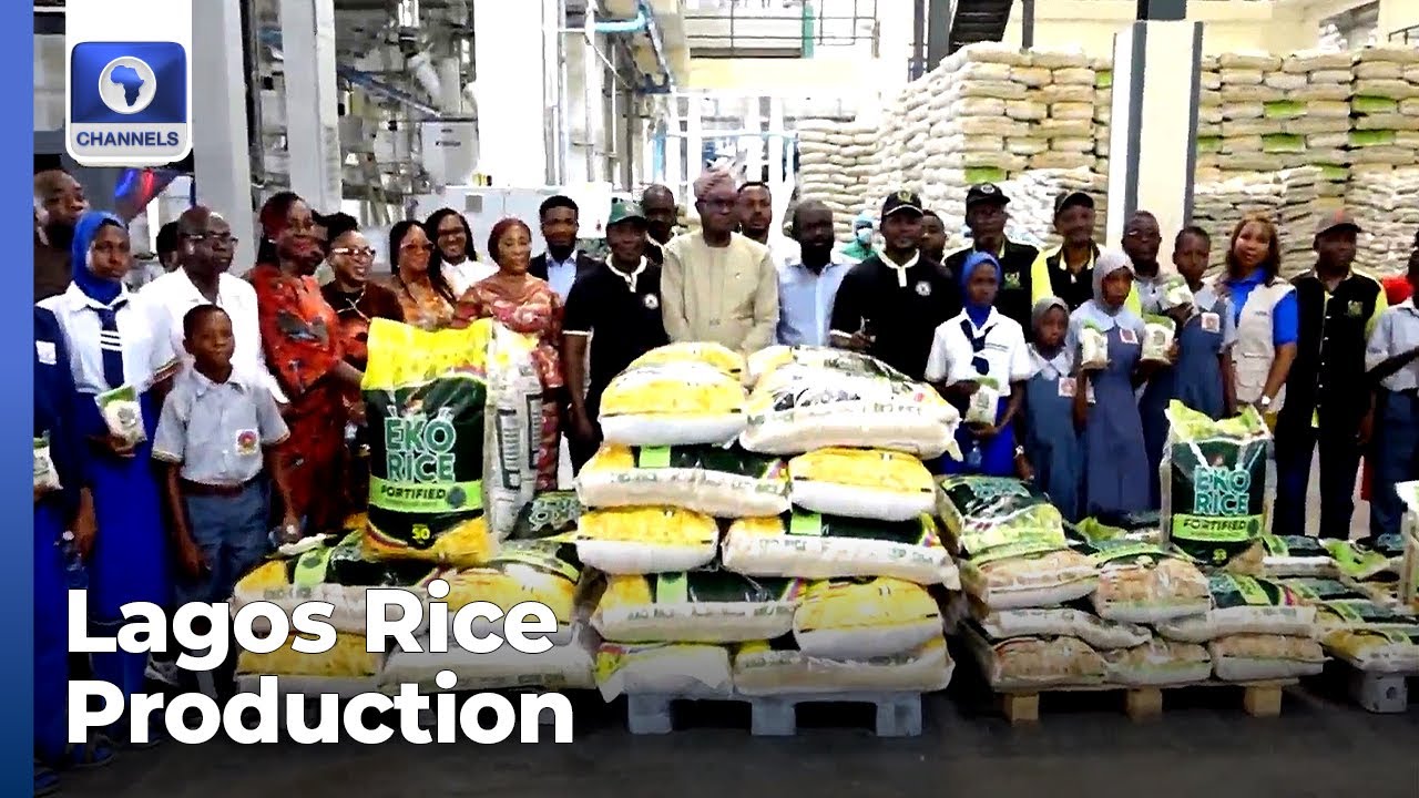 Rice Production : State Govt Unveils Fortified Eko Rice In Lagos - YouTube