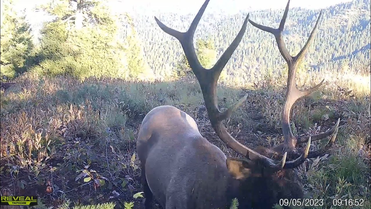 6x6 Bull Elk Raking A Tree Up Close | Cellular Trail Camera Video - YouTube