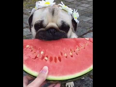 Precious Pug Eats Watermelon (@pugloulou) Official Video - YouTube