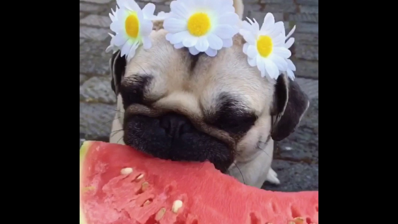 Precious Pug Eats Watermelon (@pugloulou) Official Video - YouTube