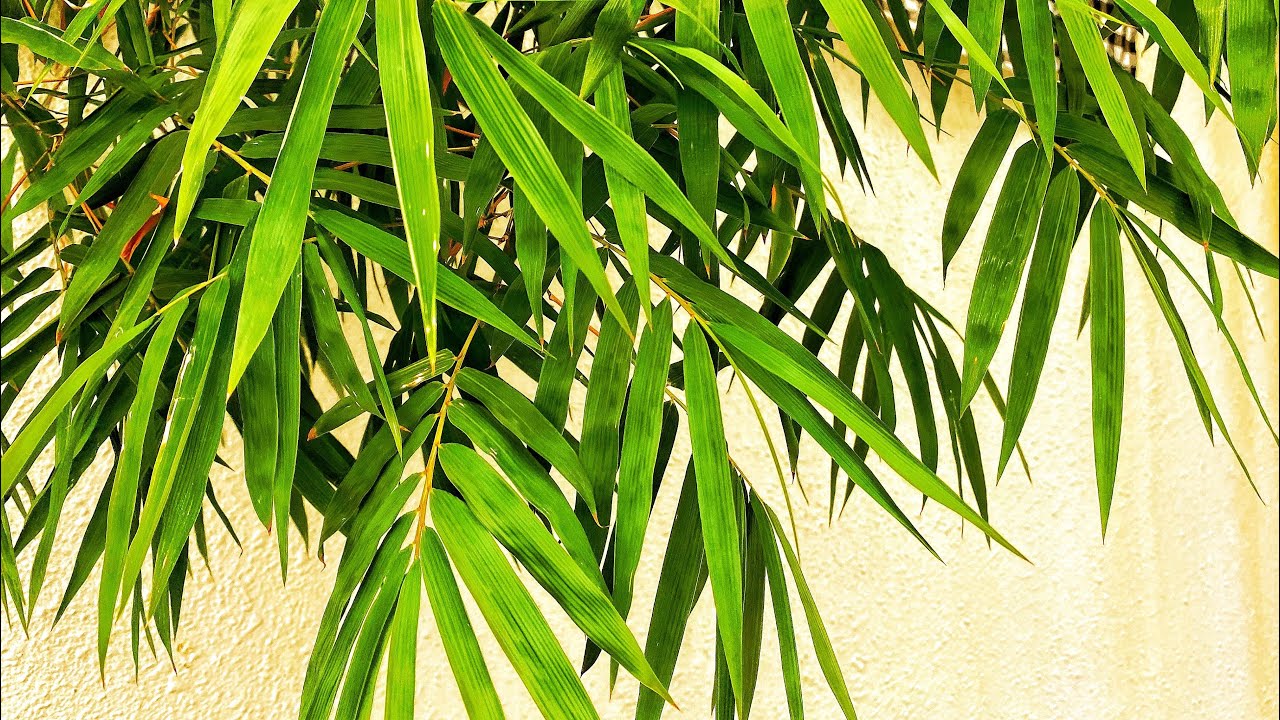Bamboo Leaves Blown by Strong Wind - Soothing Sound for Sleeping ...