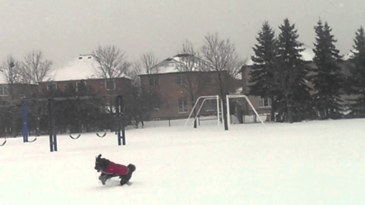 Iarna în parc. - YouTube