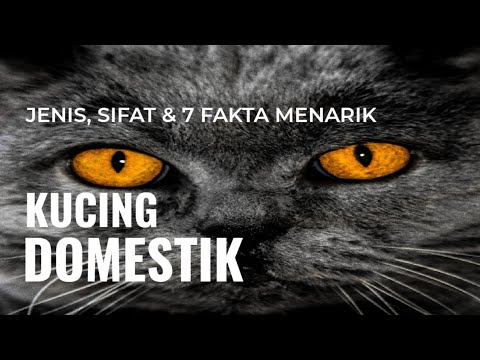 Apa Itu Kucing Domestik, Jenis, Sifat Dan Fakta Apa Saja Yang Menarik ...