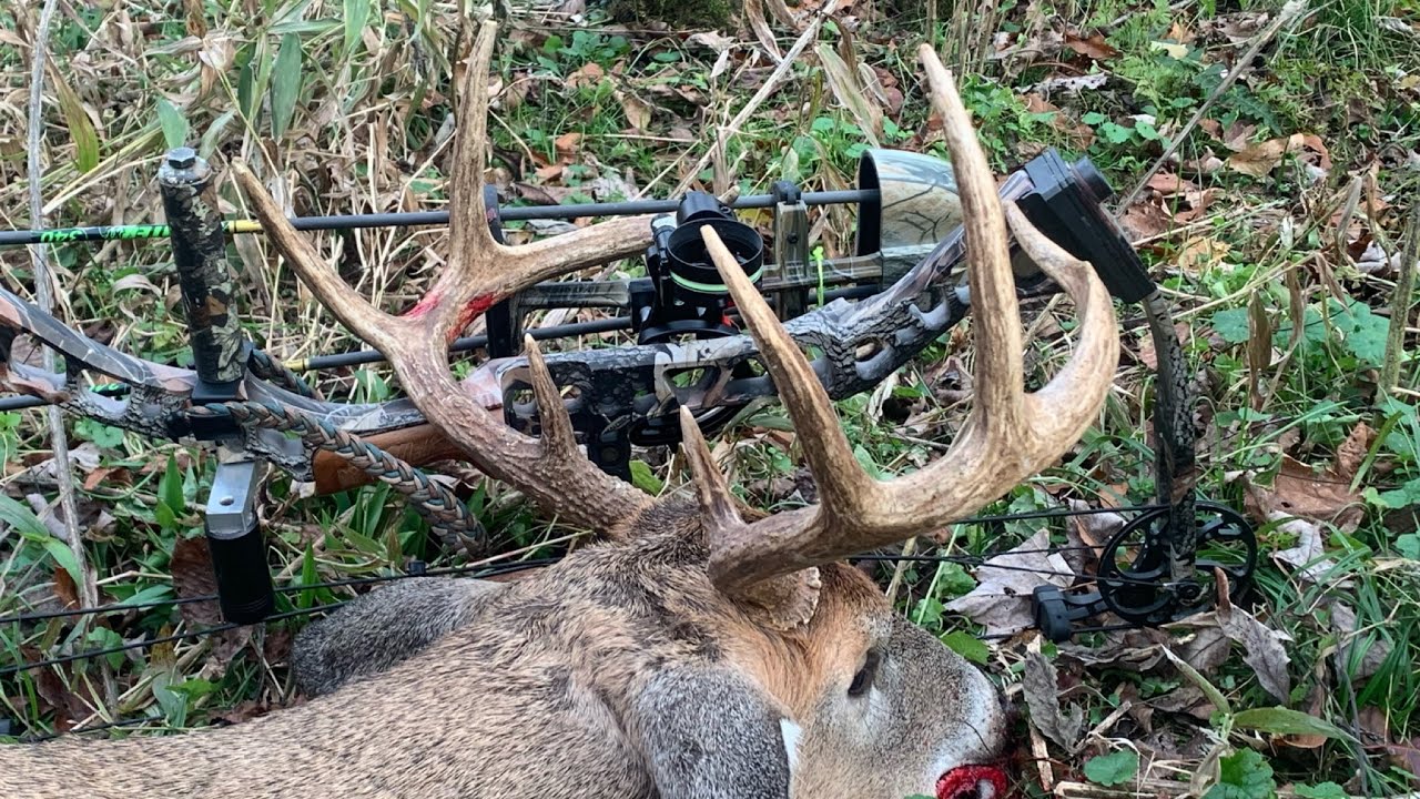 2021 Archery Buck Hunt with Shot - YouTube