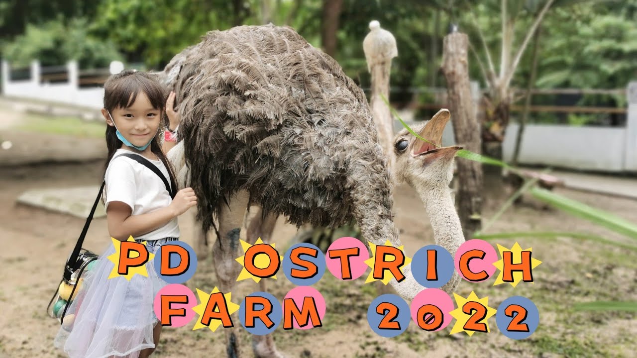 PD OSTRICH & PET SHOW FARM 2022 - YouTube