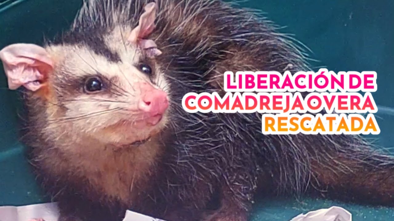 Liberación de comadreja overa / Zarigüeya rescatada | Didelphis ...