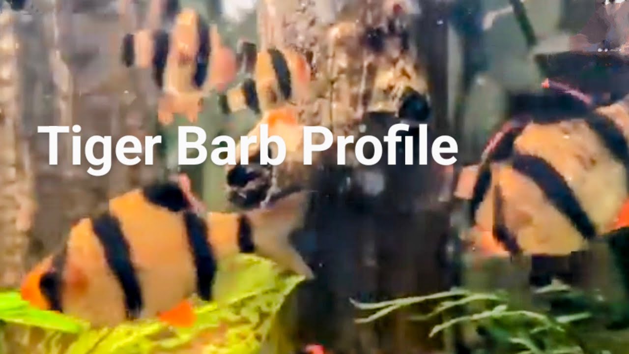 Fish Profile: Tiger/Sumatra Barb. Everything you need to know. #barbs # ...