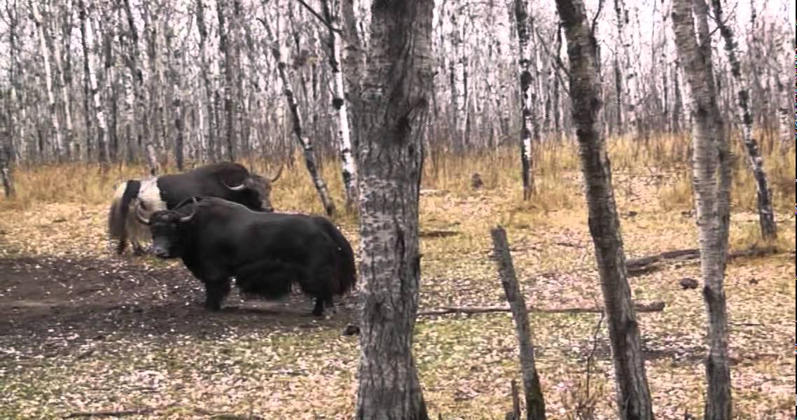 Silvertine, Archery/Rifle Yak Hunt.mpg - YouTube