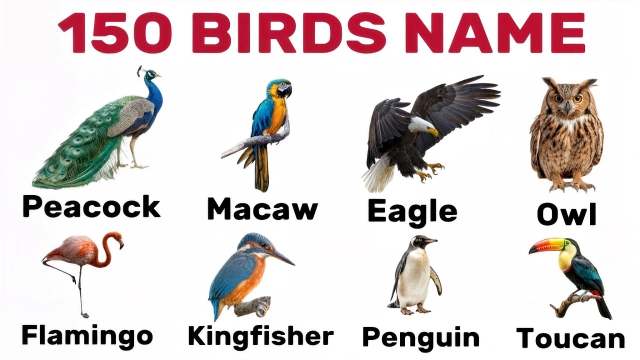Birds Vocabulary | 150 Bird Names with Pictures & Sounds | English ...