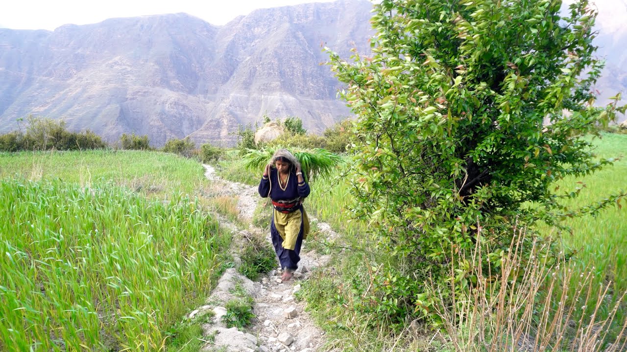 weeding farm field in the village || Rural Nepal @ruralnepall - YouTube